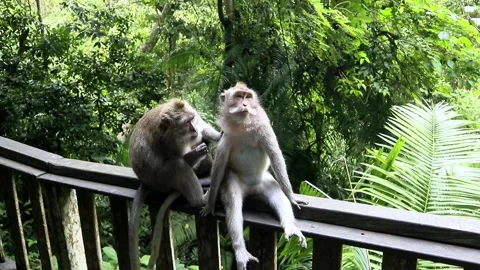 Balinese monkeys in the Bali Monkey Fore... | Stock Video | Pond5