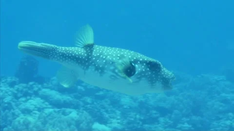 Balloon fish swimming underwater | Stock Video | Pond5