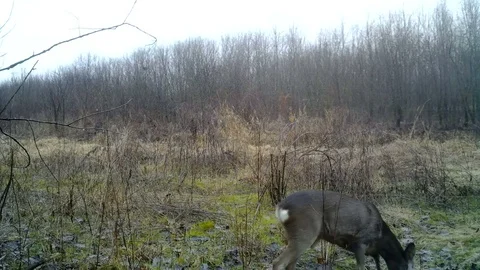 Bambi Roe deer (Capreolus capreolus) in ... | Stock Video | Pond5