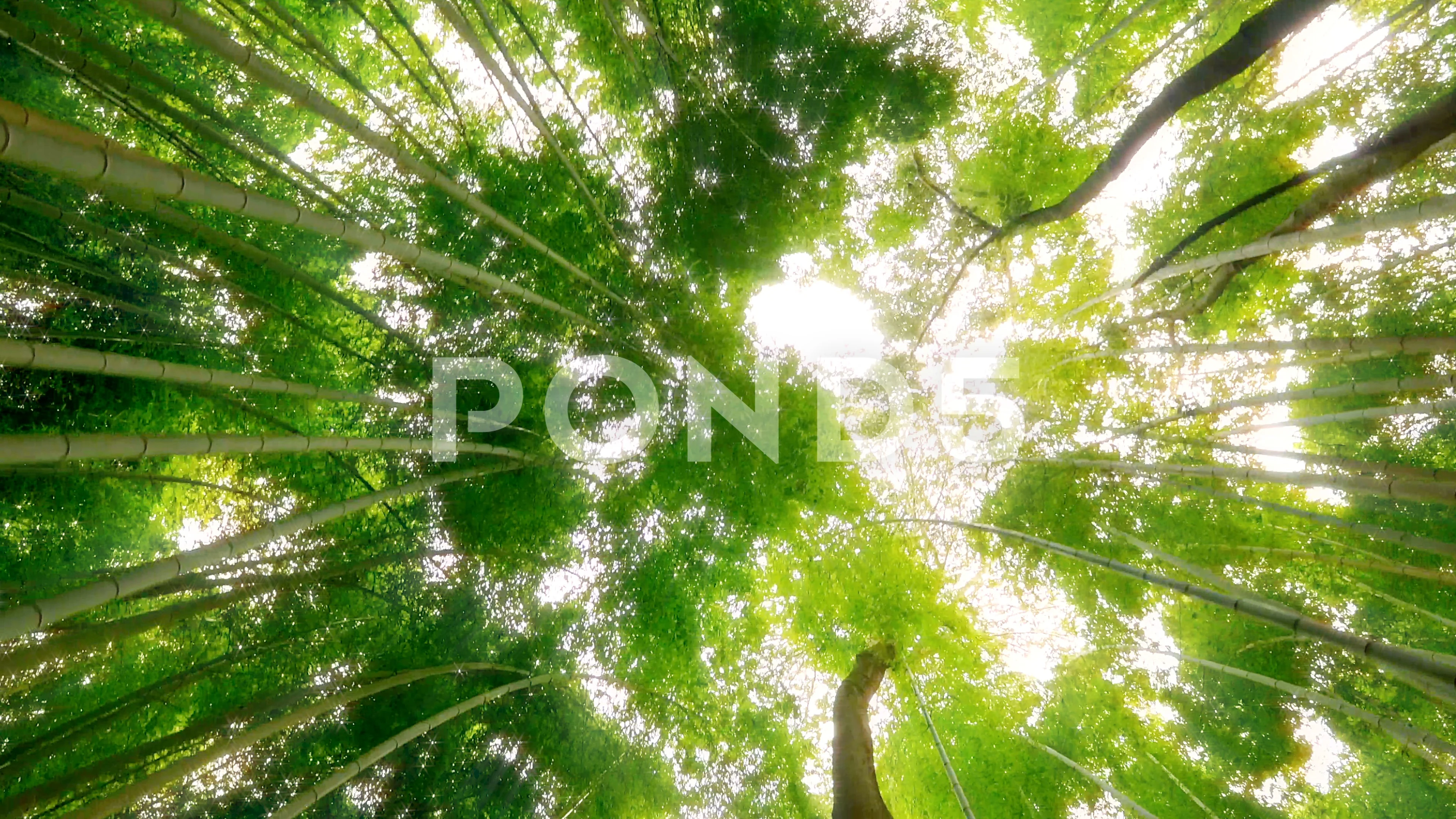 Bamboo Forest Ecosystem