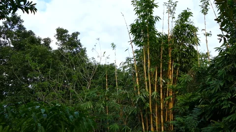 Bamboo in the forest of the Philippines | Stock Video | Pond5