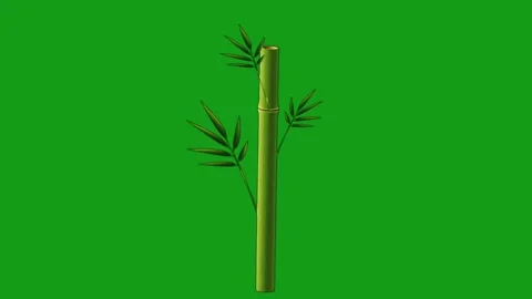 Bamboo plant motion graphics with green ... | Stock Video | Pond5