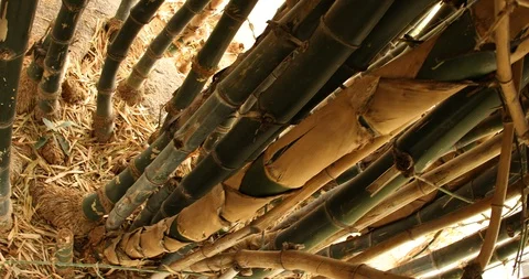 Bamboo tree Roots | Stock Video | Pond5