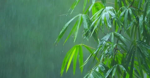 Monsoon Stock Video Footage | Royalty Free Monsoon Videos | Pond5