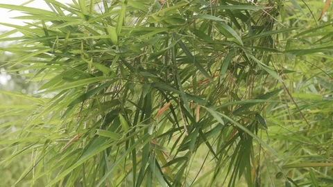 Bamboo trees swaying in the wind in natu... | Stock Video | Pond5