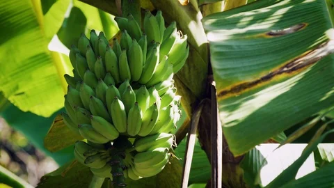 Banana Tree 3D Stock Videos – Royalty-Free HD & 4K Videos | Pond5