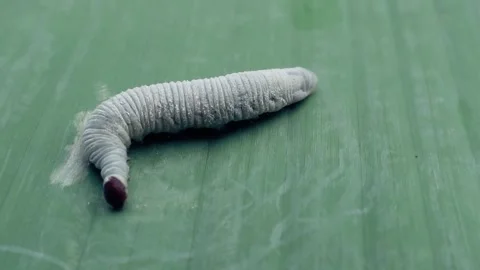 Banana Brown Stock Videos – Royalty-Free HD & 4K Videos | Pond5