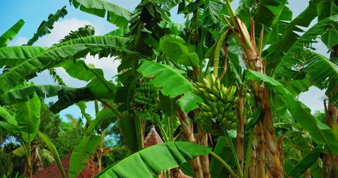 Banana Bunches Stock Videos – Royalty-Free HD & 4K Videos