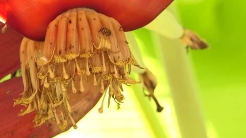 Banana Insect Video Stock Videos – Royalty-Free HD & 4K Videos