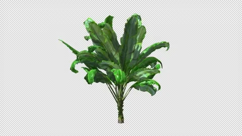 Banana Tree 3D Stock Videos – Royalty-Free HD & 4K Videos | Pond5