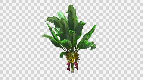Banana Tree 3D Stock Videos – Royalty-Free HD & 4K Videos | Pond5