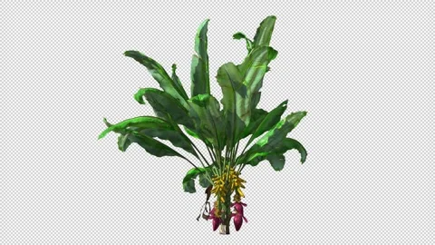 Banana Tree 3D Stock Videos – Royalty-Free HD & 4K Videos | Pond5