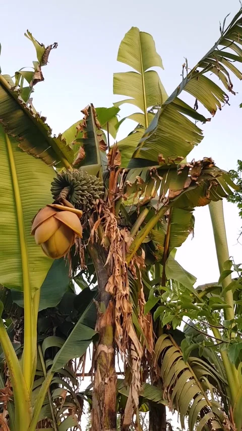 banana tree iran nature landscape cloudy... | Stock Video | Pond5
