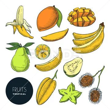 Bananas and other tropical exotic fruits. Vector color sketch ...