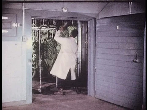 Bananas are placed in a ripening room in... | Stock Video | Pond5