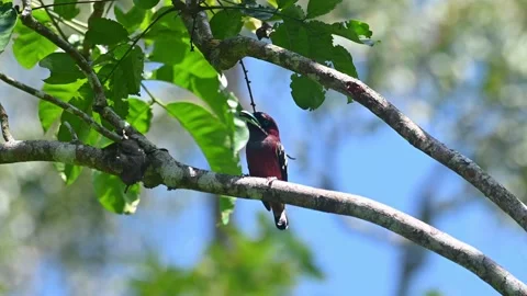 Banded Broadbill, Eurylaimus javanicus, ... | Stock Video | Pond5