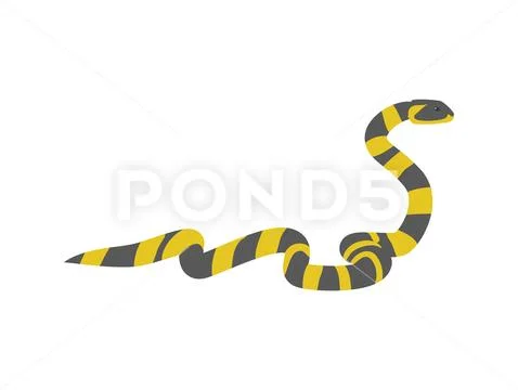Banded krait snake - flat vector illustration isolated on white ...