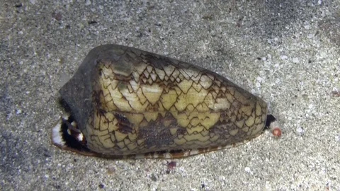 Banded marble cone (Conus bandanus) in t... | Stock Video | Pond5