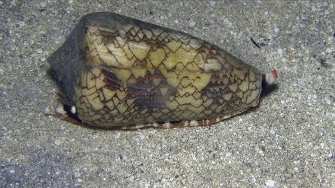 Cone Snail Stock Videos – Royalty-Free HD & 4K Videos | Pond5