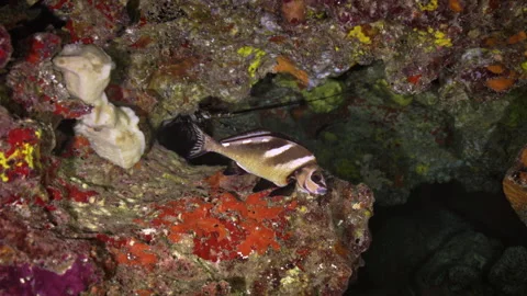 Red Lobster Stock Footage ~ Royalty Free Stock Videos | Pond5