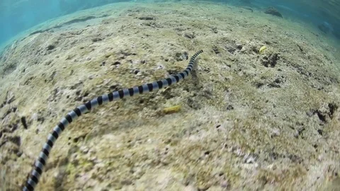 Sea Krait Stock Footage ~ Royalty Free Stock Videos | Pond5