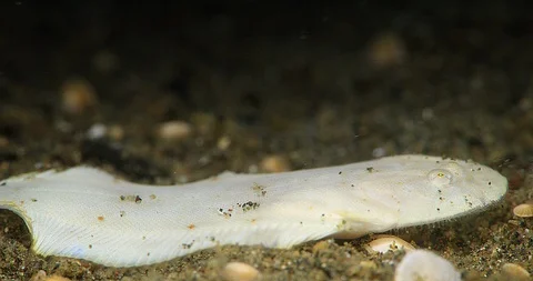 Sole Stock Video Footage | Royalty Free Sole Videos | Pond5