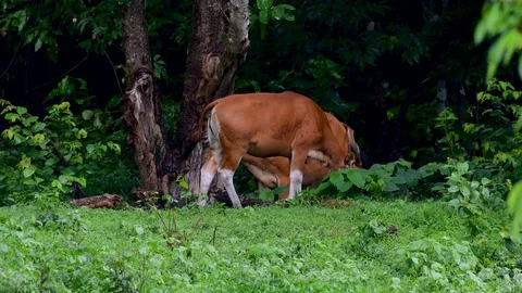 The Banteng or Tembadau, is a wild cattl... | Stock Video | Pond5