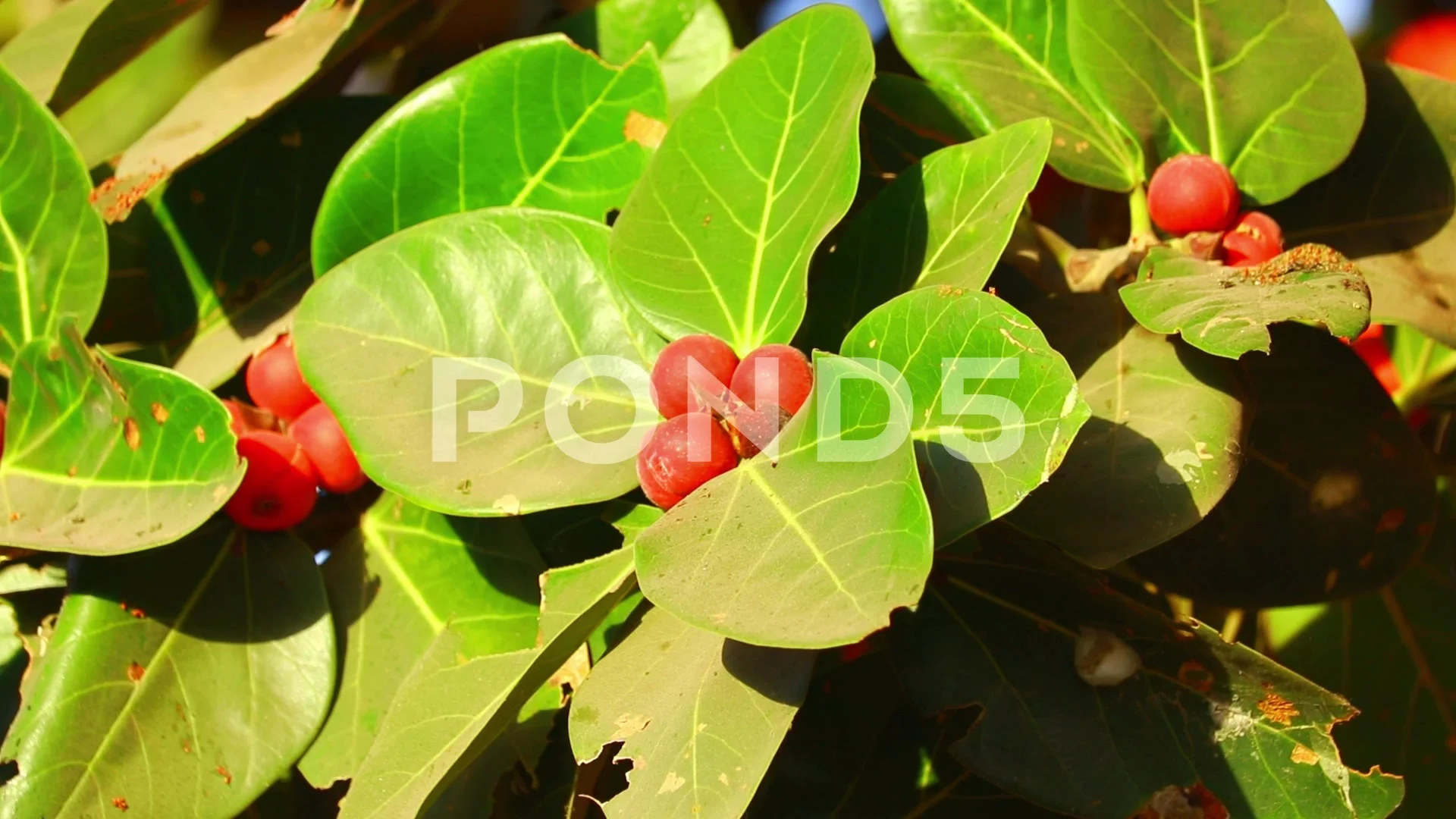 Banyan Tree Fruit