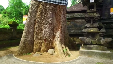 Banyan tree on Bali Indonesia | Stock Video | Pond5