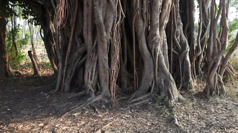 Banyan tree on Goa beach | Stock Video | Pond5