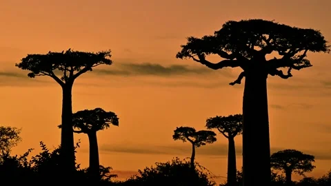 Baobab Alley Sunset, Madagascar nature, ... | Stock Video | Pond5