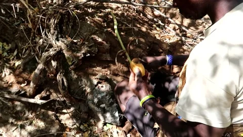 Baobab root from the tree being cut and ... | Stock Video | Pond5
