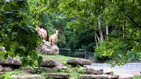 Kicking Rocks Stock Videos – Royalty-Free HD & 4K Videos