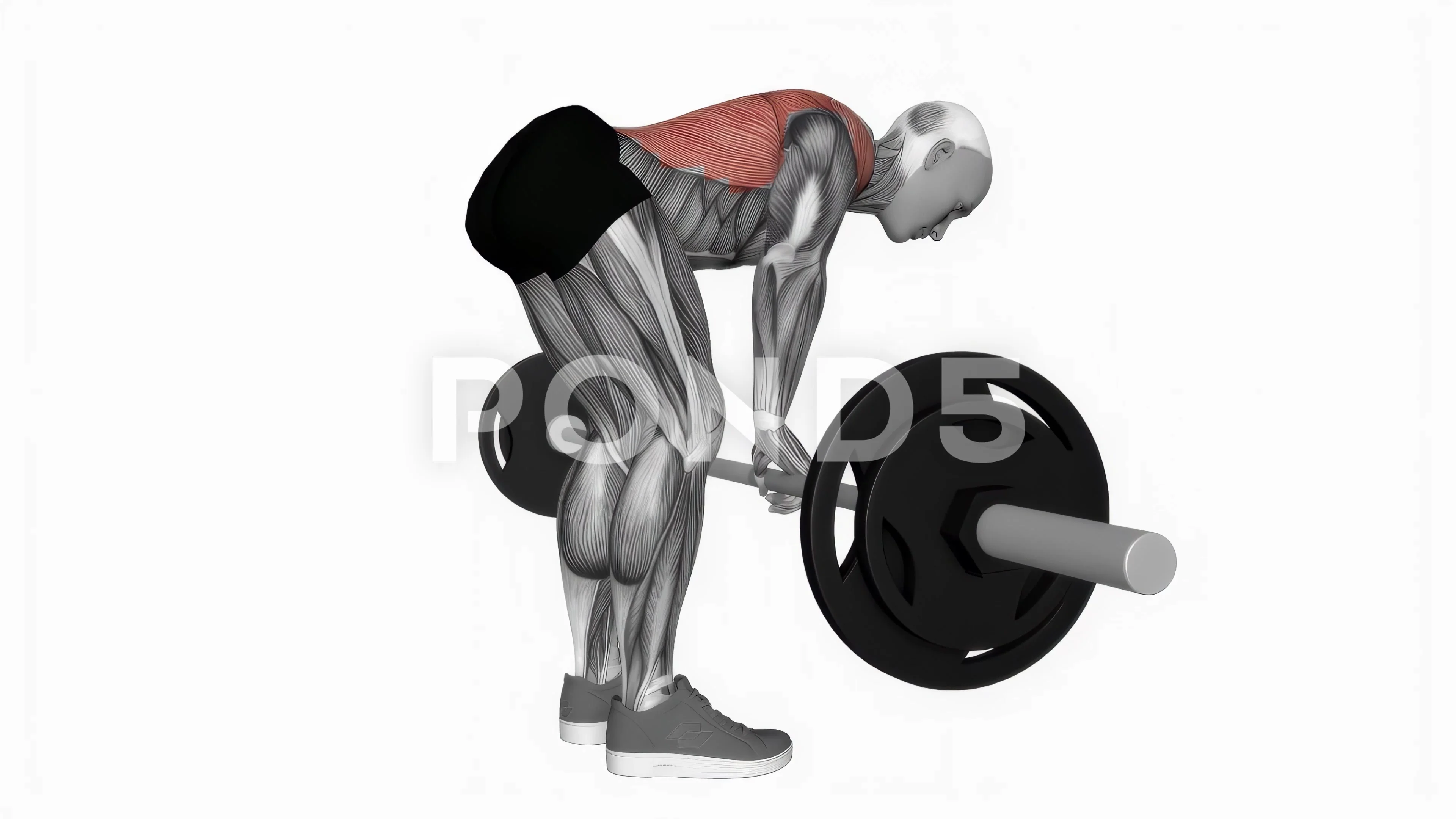 Reverse Grip Bent Over Row