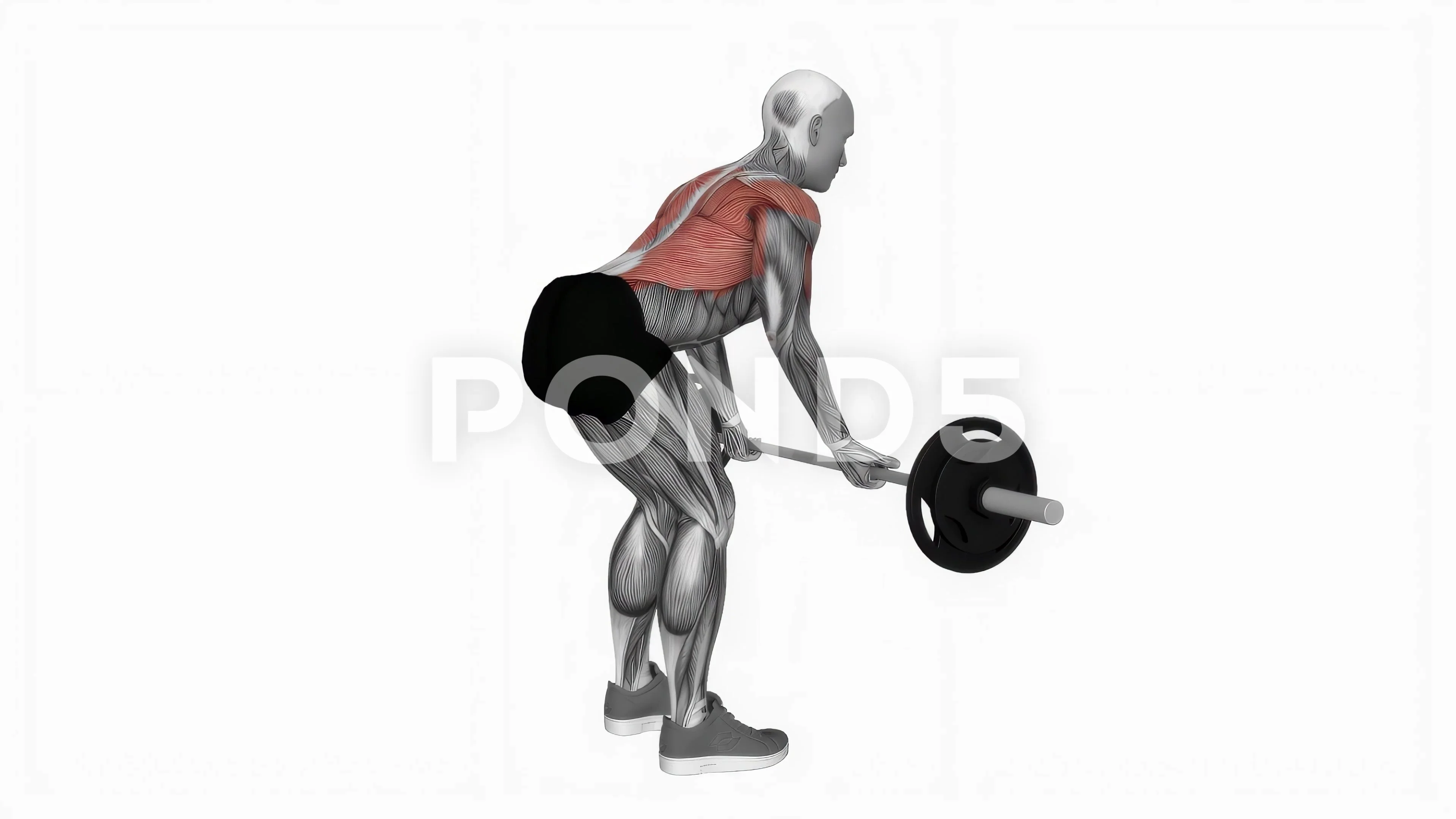 Reverse Grip Bent Over Rows