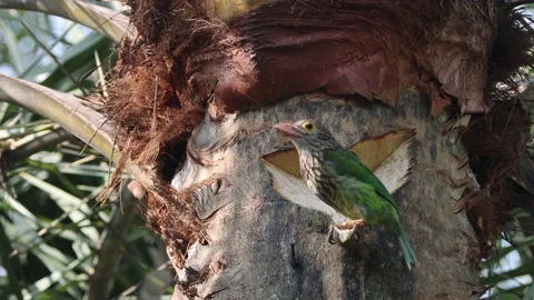 barbet bird drinking date palm juice fro... | Stock Video | Pond5
