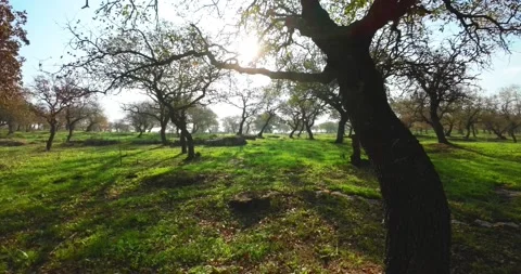 Bare Oak trees and green grass with flic... | Stock Video | Pond5