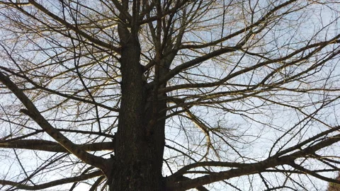 Bare tree, tree trunk and branches | Stock Video | Pond5