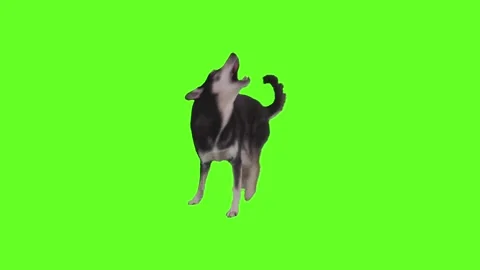 Barking Dog Green Screen Stock Footage ~ Royalty Free Stock Videos | Pond5