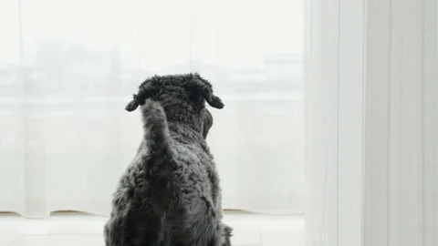 barking dog outside the window of the ho... | Stock Video | Pond5