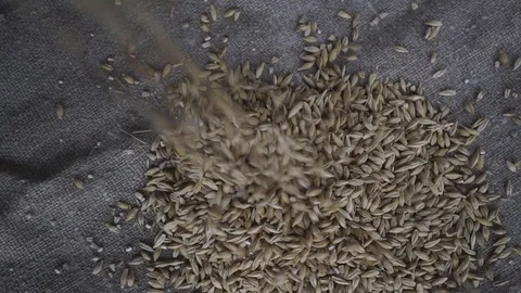 Barley grains falling on a pile of barle... | Stock Video | Pond5