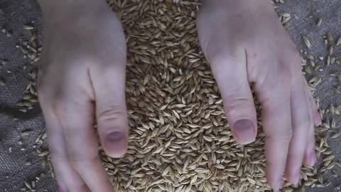 Barley grains falling on a pile of barle... | Stock Video | Pond5
