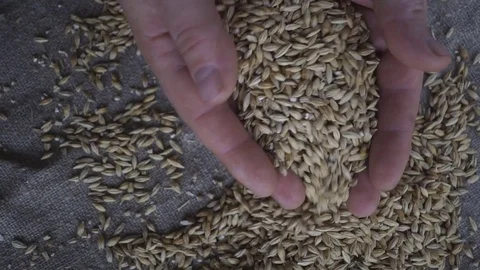 Barley grains falling on a pile of barle... | Stock Video | Pond5