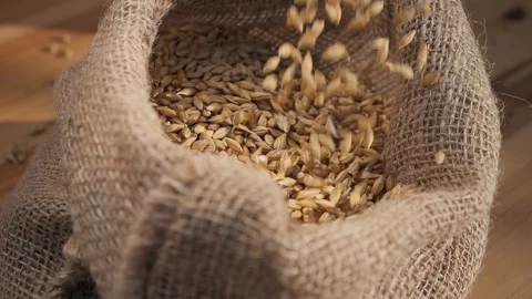 Barley grains in a sack. The grain harve... | Stock Video | Pond5