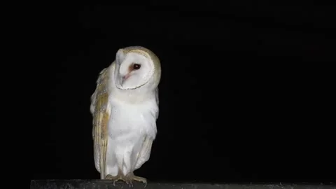 Barn Owl Sounds Stock Video Footage | Royalty Free Barn Owl Sounds ...