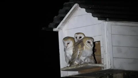 Barn Owls in their nesting box calling f... | Stock Video | Pond5
