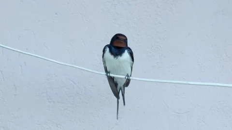 Swallow Bird Flying Stock Video Footage | Royalty Free Swallow Bird ...