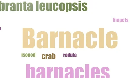 Barnacle Isolated Stock Video Footage | Royalty Free Barnacle Isolated ...