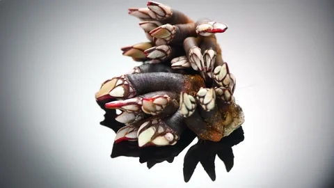 Barnacles, goose neck barnacle, percebes... | Stock Video | Pond5
