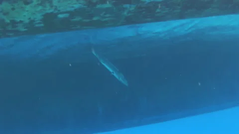 Barracuda fish under boat and underwater... | Stock Video | Pond5